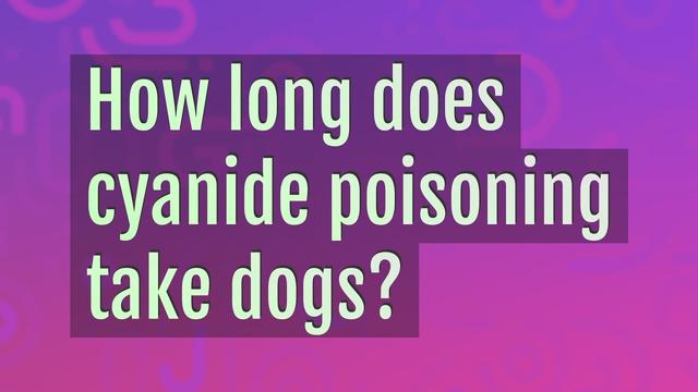 Cyanide Poisoning In Dogs: Causes, Symptoms, and Treatment