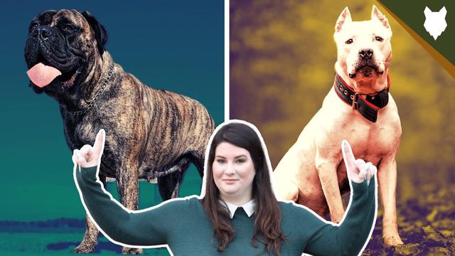 Bull Mastiff vs. Pitbull: Comparing Two Popular Dog Breeds