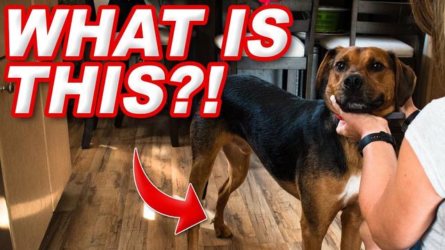 Is It Normal For A Dog To Have 6 Toes? Unveiling The Mystery Of ...