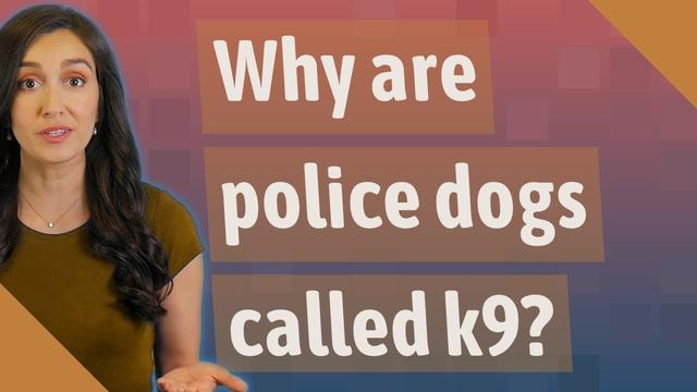Why Are Police Dogs Called K9: Uncovering the Origin and Significance