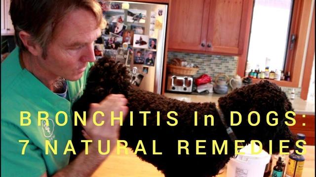 Can Bronchitis Kill A Dog: Understanding the Risks and Treatment Options