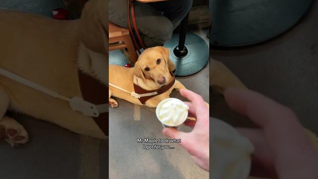 ¿Cuántos Pup Cups puede tener un perro? Lo que hay que saber