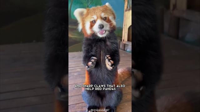 Les pandas roux sont-ils apparentés aux chats ? Découvrir le lien