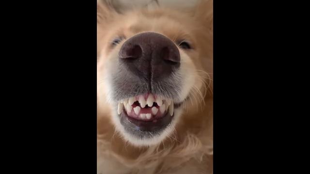 Cómo cuidar a un perro con los dientes torcidos: Consejos y recomendaciones