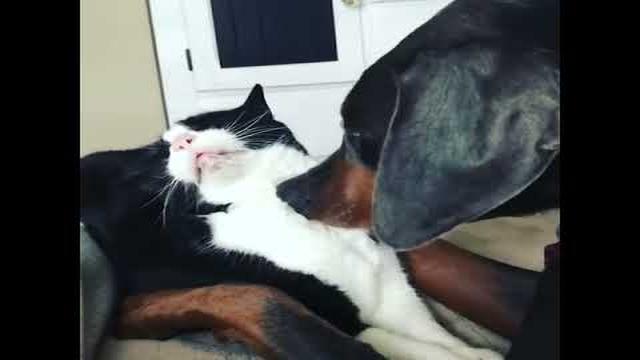 Preening Dog: Guía para el cuidado y mantenimiento del pelaje canino