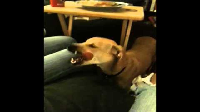 Qué hacer si tu perro ha comido picante: consejos para solucionar los ...