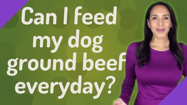 Can Dogs Eat Raw Ground Beef Everyday? Benefits and Risks