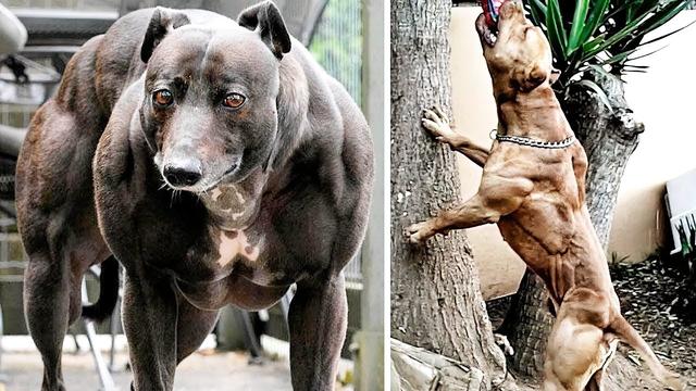 Verdens mest muskuløse hund: En definitiv rangering