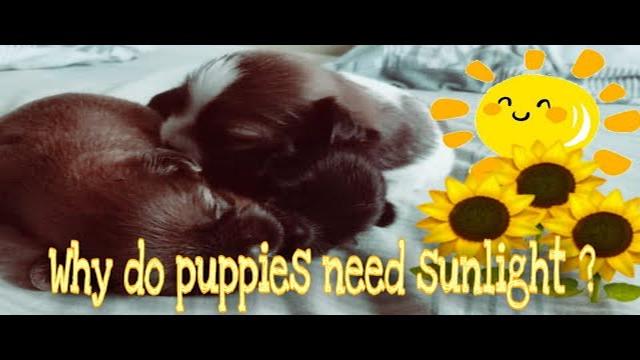 Why Do Puppies Need Sunlight? The Importance of Sunlight for Puppies