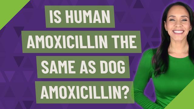 Ontdek de juiste doseringen van Amoxicilline voor honden Ontdek de juiste doseringen van Amoxicilline voor honden