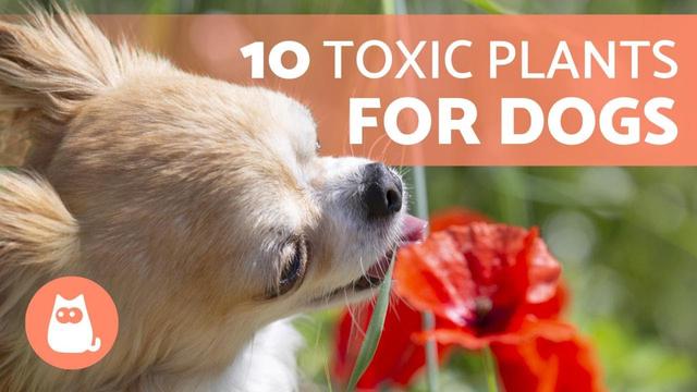 Is Red Tip Photinia Toxic to Dogs? - Everything You Need to Know