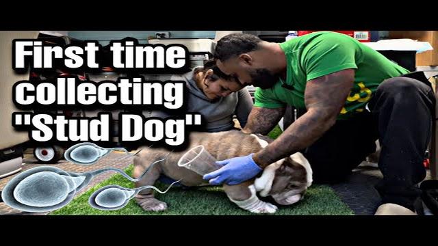 When Do Male Dogs Start Producing Sperm: Understanding the Reproductive ...