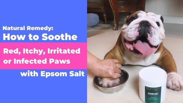 How Long To Soak Dog Paw In Epsom Salt - The Ultimate Guide