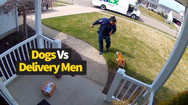 Why Do Dogs Hate Delivery Drivers: Understanding Canine Behavior
