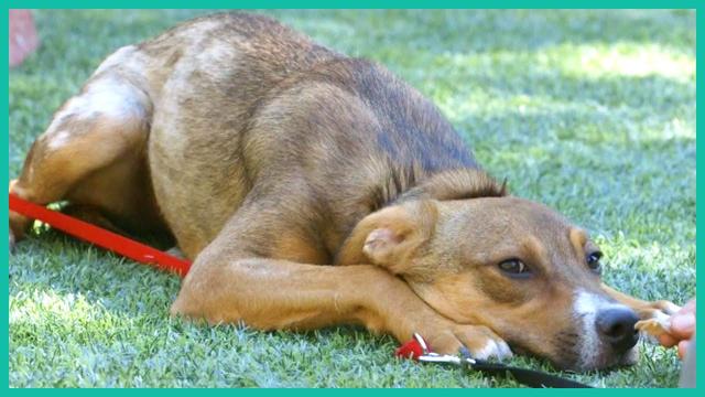 Does My Rescue Dog Remember Being Abused? Understand the Effects of ...