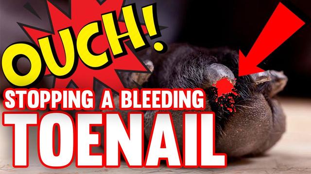Can Dogs Bleed To Death From Cutting Nails: What You Need To Know