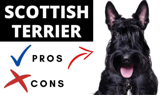 ¿Sueltan pelo los Scotties? - Todo lo que debe saber sobre la muda del ...