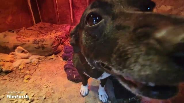 Las mejores lámparas térmicas para casas de perros para mantener ...