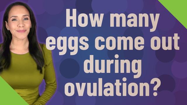 How Many Eggs Does A Dog Release During Ovulation: Explained