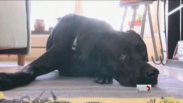 Dogs in Israel: A Guide to Canine Culture in the Holy Land