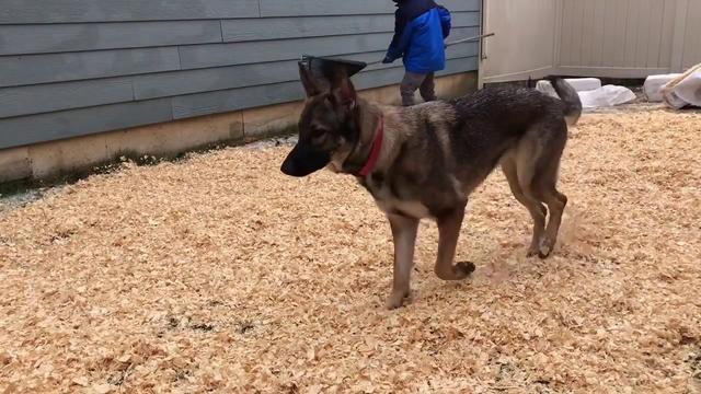Sand For Dog Run: The Benefits and Best Options for Your Canine Companion