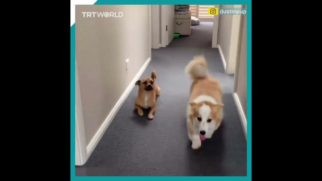 Corgi Legs Bent - Understanding the Common Issue and How to Treat It