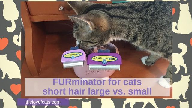 Furminator Short Hair Vs Long Hair: Pros and Cons Compared