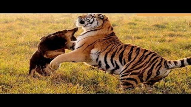 Dogs That Can Take Down A Tiger: Powerful Breeds That Outmatch the King ...