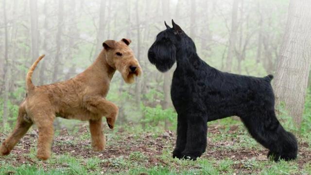 Perros barbudos: el fascinante mundo de los perros con barba