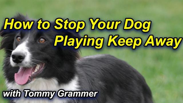 Why Do Dogs Play Keep Away: Understanding the Behavior and How to Manage It