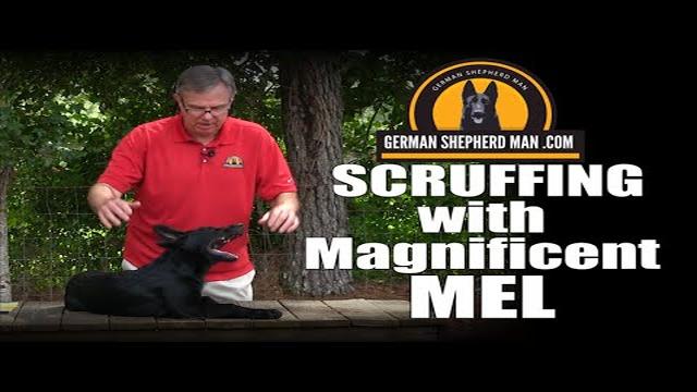 Is It Painful for Dogs When You Hold Them by the Scruff?