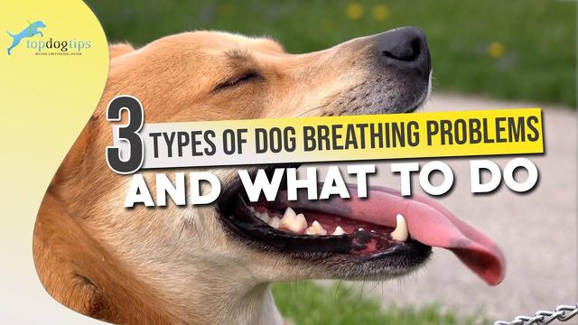 Comprendre pourquoi la respiration de votre chien est rauque lorsqu'il dort