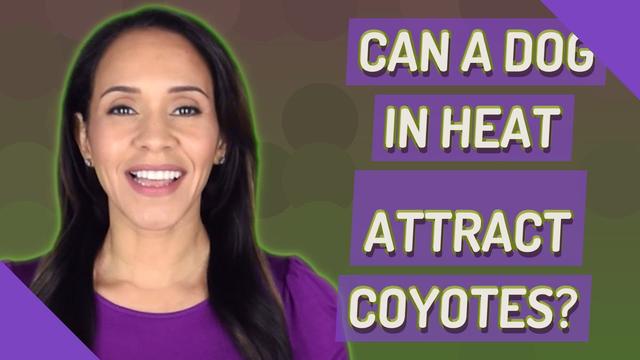 Understanding Coyote Behavior: Are Coyotes Attracted to Dogs in Heat?