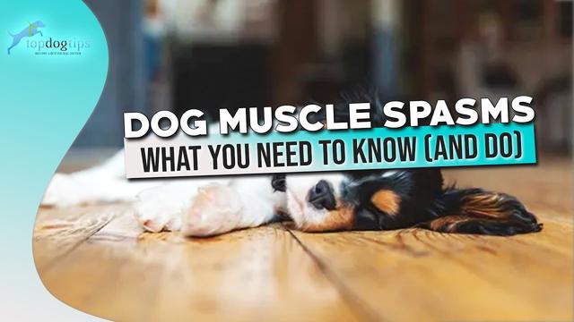 Pourquoi mon chien jappe-t-il de façon aléatoire ? Découvrez ici les ...