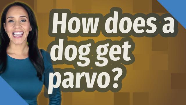 Can Babies Get Parvo From Dogs: Everything You Need to Know