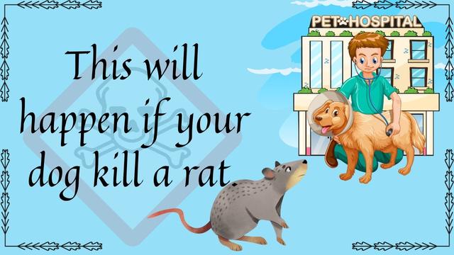 ¿Puede la caca de rata matar a un perro? Conozca los peligros