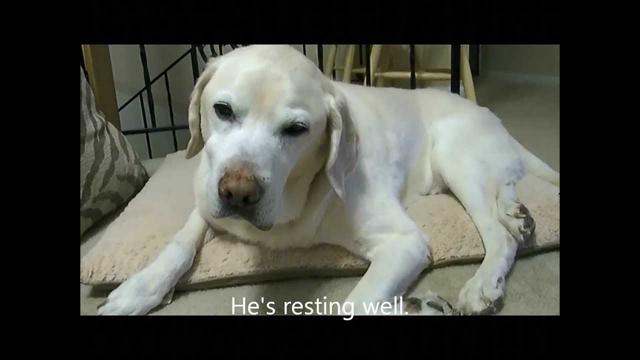 Dog Swaying Back And Forth: Causes, Symptoms, and Treatment