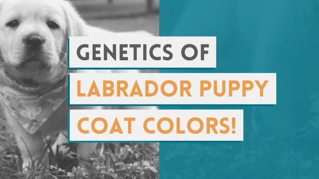Can Two Yellow Labs Have Black Puppies? Exploring the Possibility