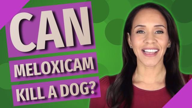 Qué hacer si mi perro comió Meloxicam 15 Mg: Una guía completa