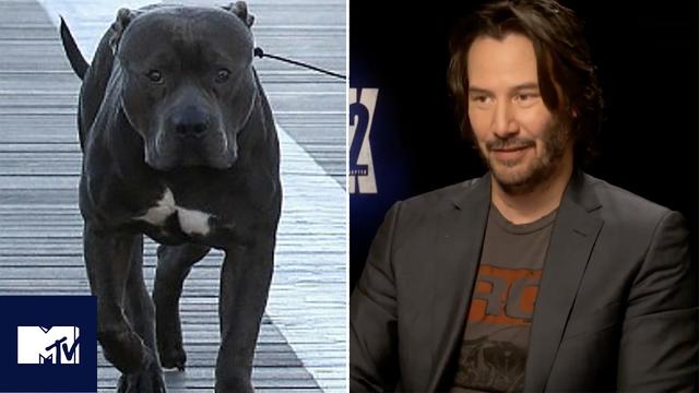 Heeft Keanu Reeves de hond uit John Wick geadopteerd?