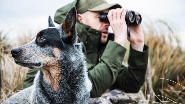 Perro de caza Blue Heeler: Guía de adiestramiento y utilización del ...