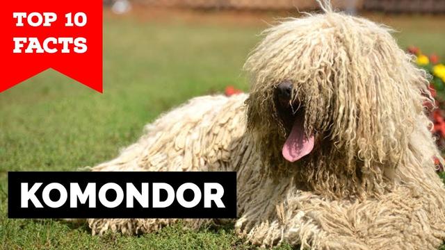 Le caniche komondor : Tout ce qu'il faut savoir sur cette race mixte unique