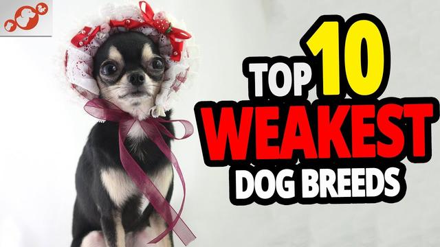 La raza de perro más débil: Descubra las razas caninas menos musculosas