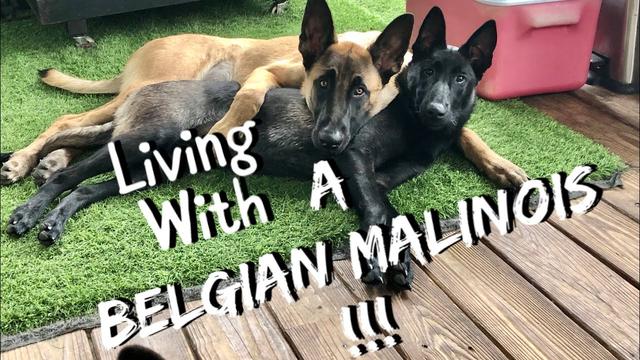 Discover the Oldest Living Belgian Malinois Read Their Rare Aging Process