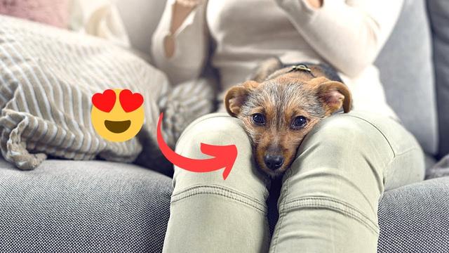 ¿Qué significa que un perro camine entre tus piernas? Comprender el ...