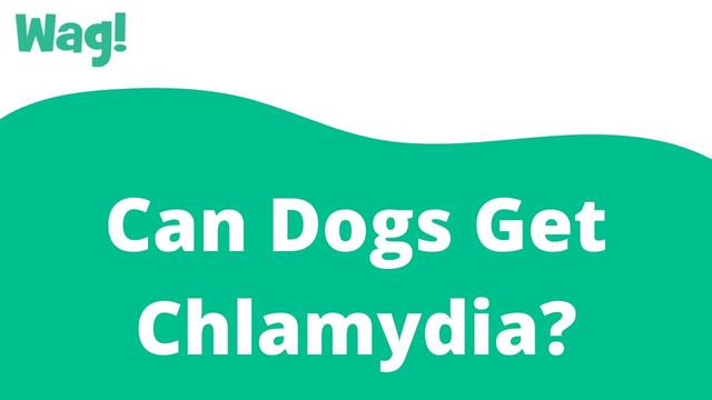 ¿Pueden contraer clamidia los perros? Transmisión y síntomas