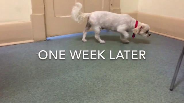 Ataxia in Dogs: Causes, Symptoms, and Treatment Options Your Veterinary ...