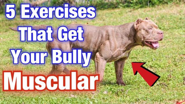 Why Are Pitbulls So Buff - Uncovering the Secrets Behind Their Muscular ...