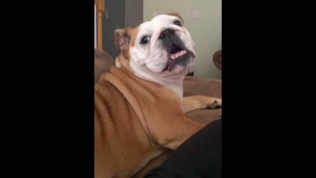 Perro con papada: Causas, tratamiento y prevención