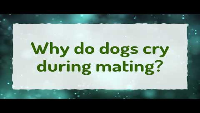 Signs of a Successful Dog Mating: How to Know if Your Dogs Have ...